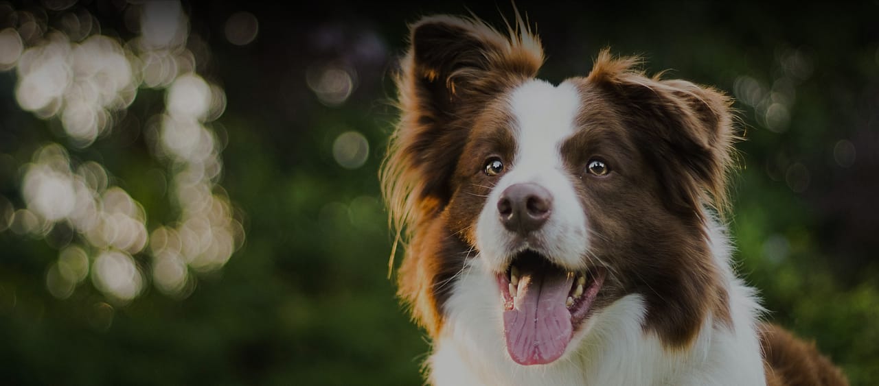 Complete Control Harness: The Ultimate Solution for Pet Handling - Kumfi