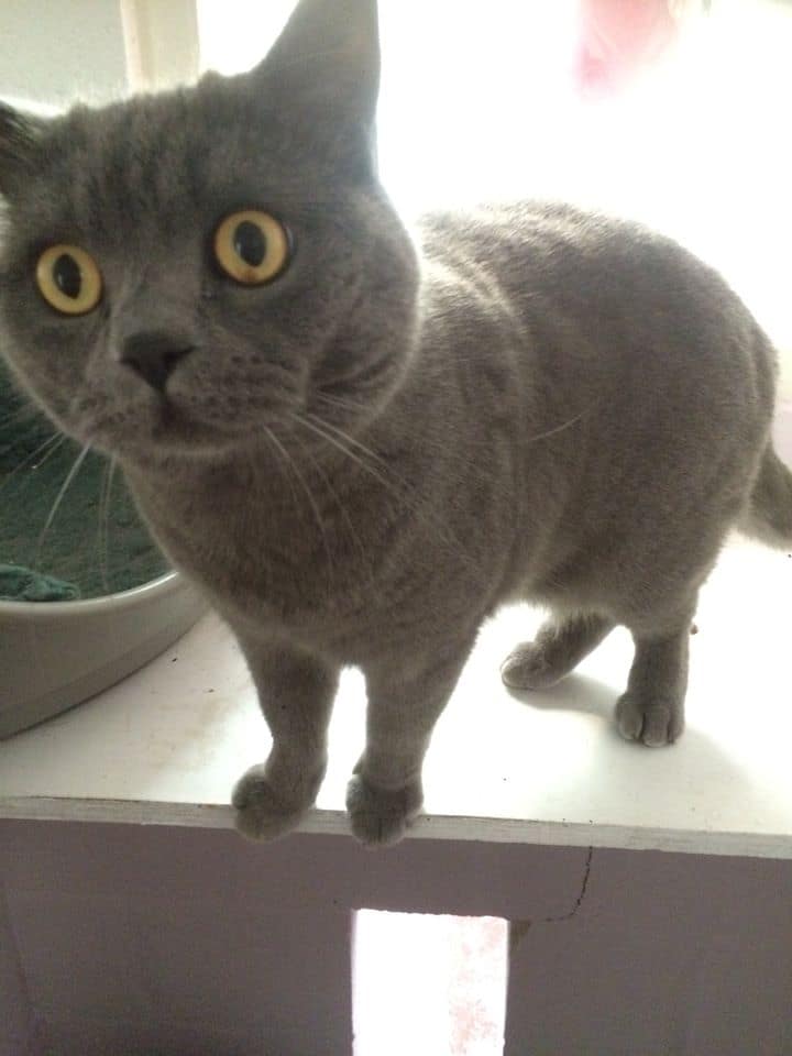 Mitton Hall | Boarding Kennels & Cattery